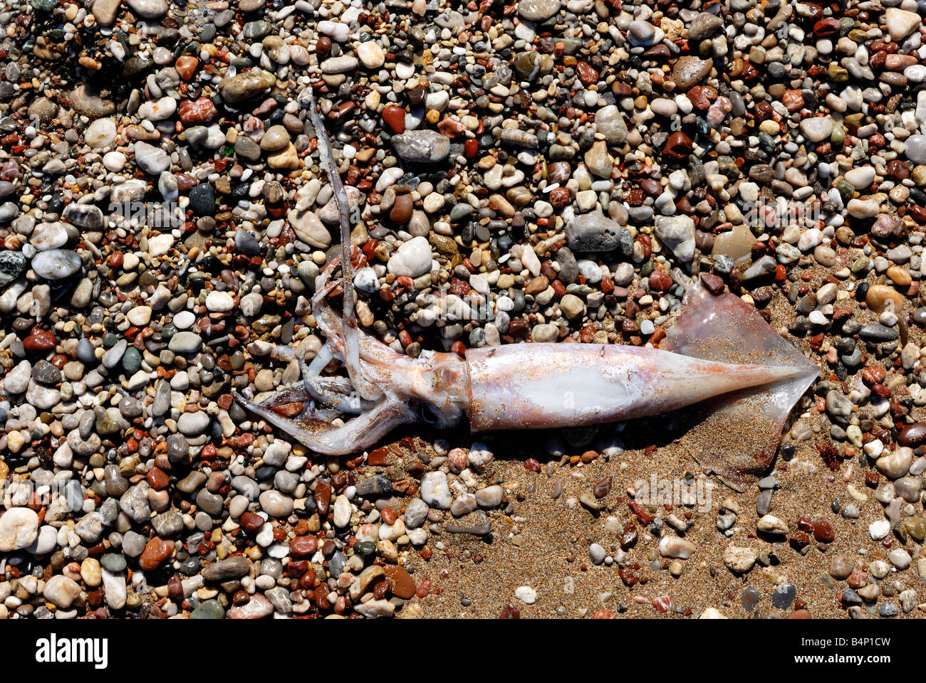 Dead Cuttlefish Sepia on the beach Greece Rhodes Stock Photo - Alamy