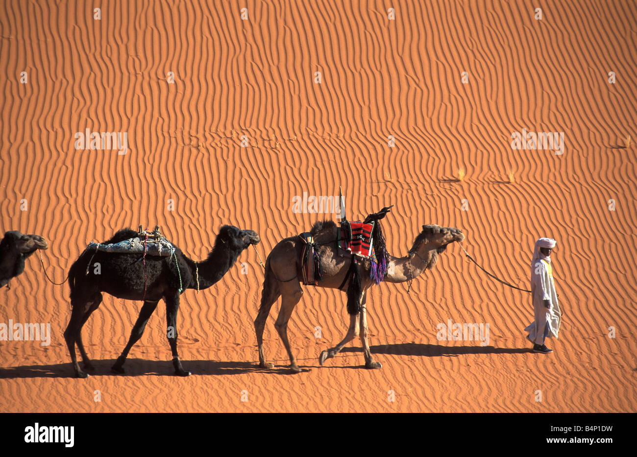 Algeria near Djanet Men of Tuareg tribe Camel caravan Sahara Desert ...
