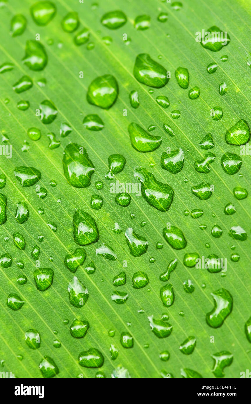 Natural background of green plant leaf with raindrops Stock Photo - Alamy
