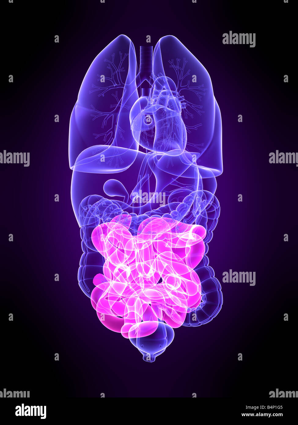 Liver Human Autopsy High Resolution Stock Photography and Images - Alamy