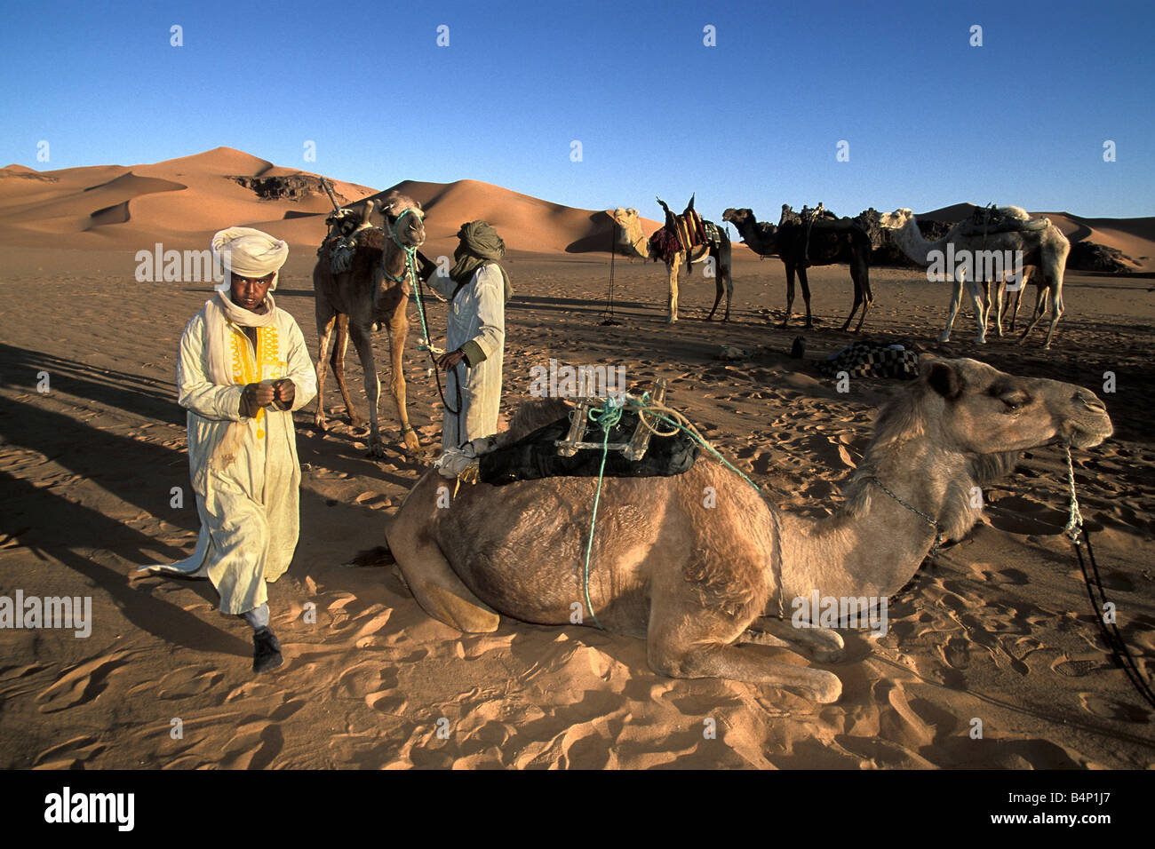 Algeria near Djanet Man of Tuareg tribe Camel caravan Loading camels ...