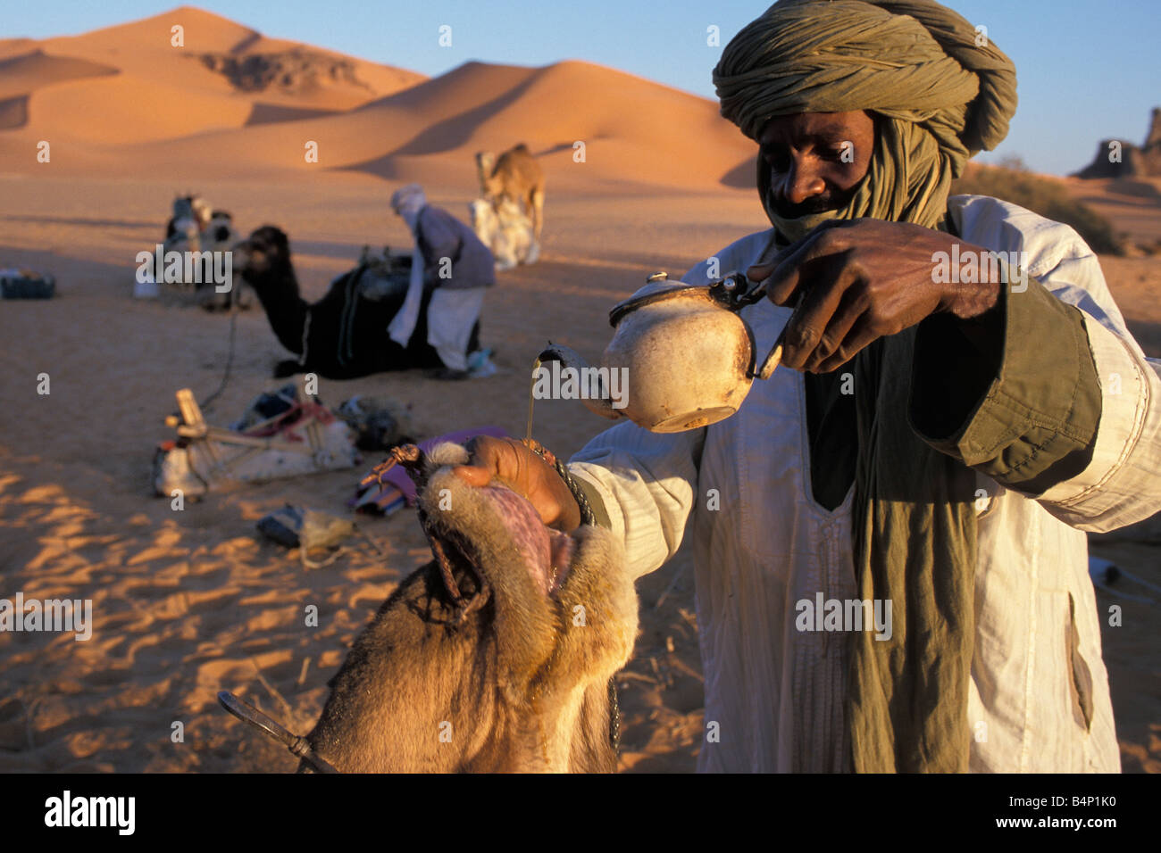 Algeria Djanet Men of Tuareg tribe Giving tea to camel Sahara Desert ...