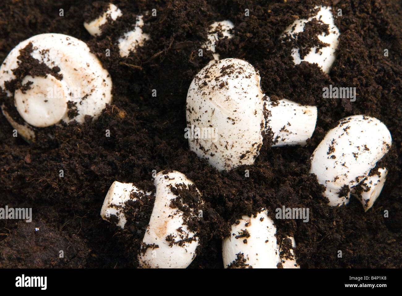 Button fungus hi-res stock photography and images - Alamy
