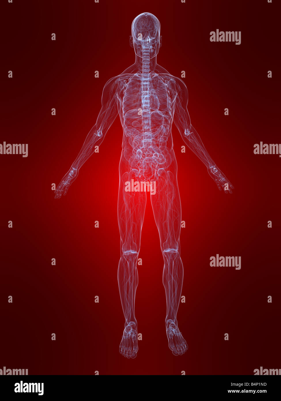 Human body shape hi-res stock photography and images - Alamy