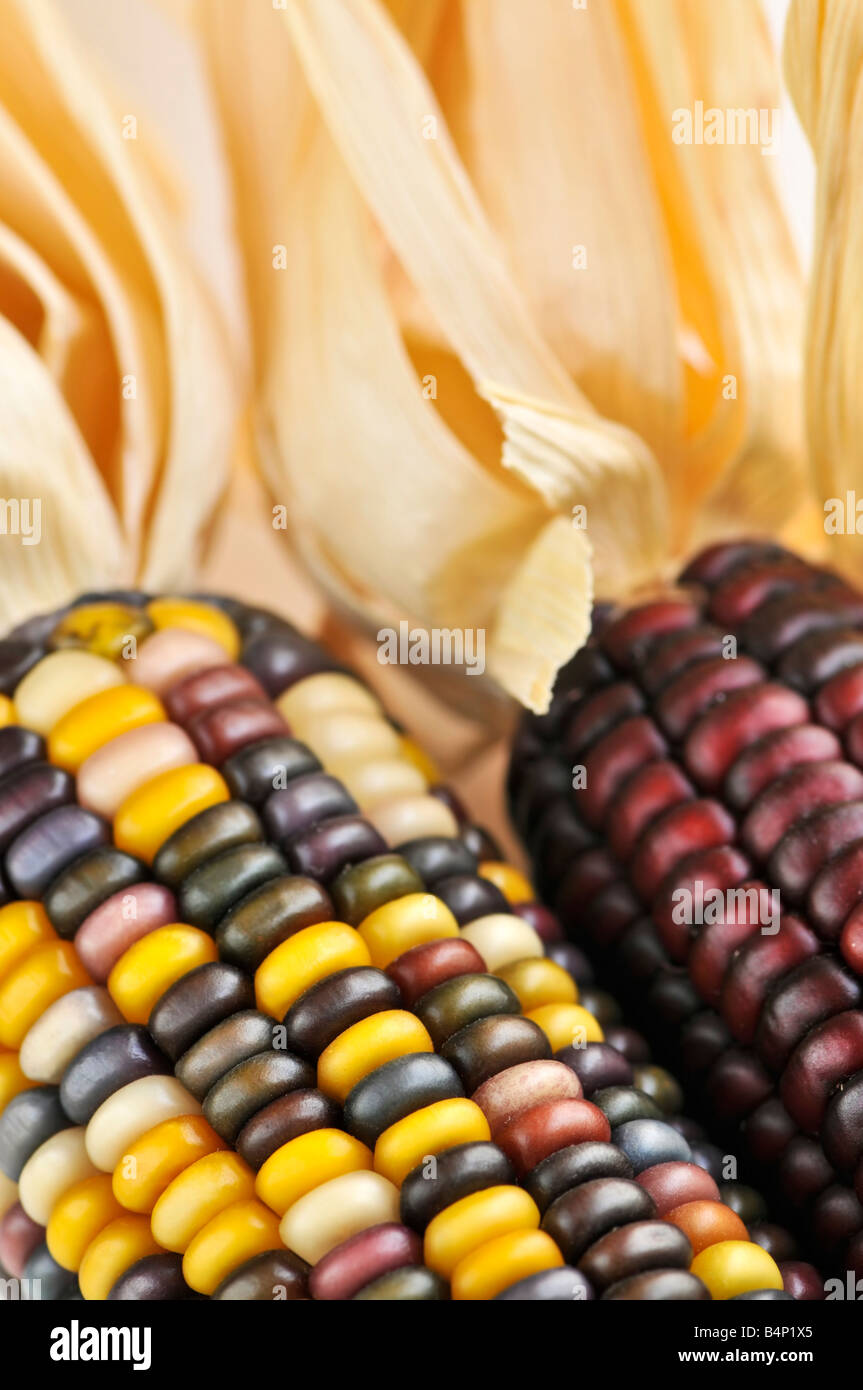 Indian corn hi-res stock photography and images - Alamy