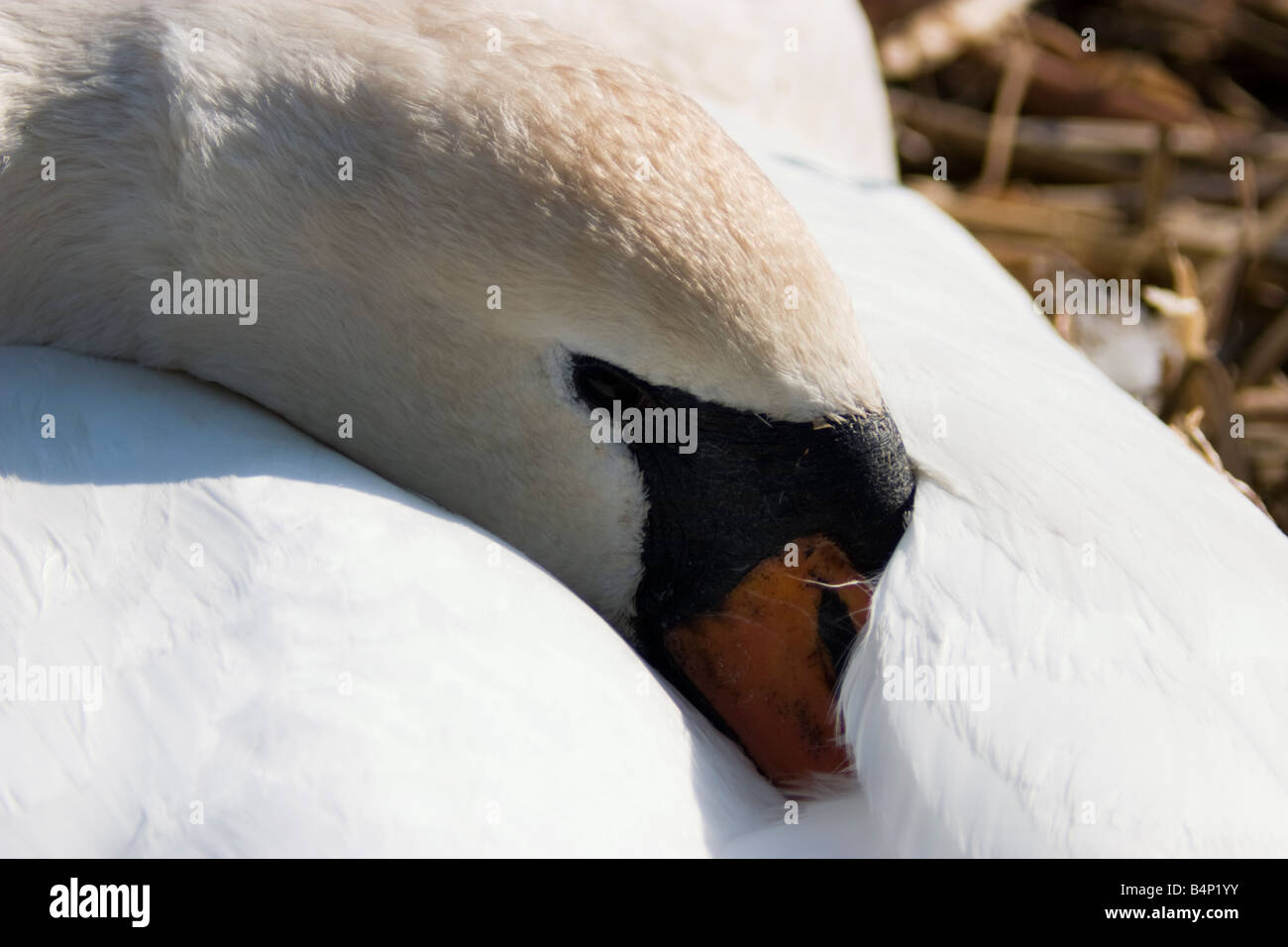 Mute swan relaxed hi-res stock photography and images - Alamy