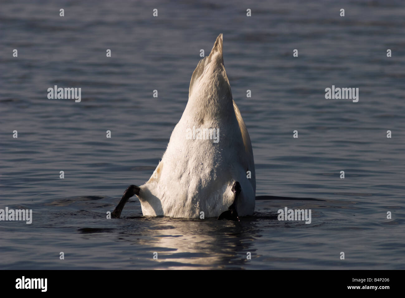 Shy swan hi-res stock photography and images - Alamy