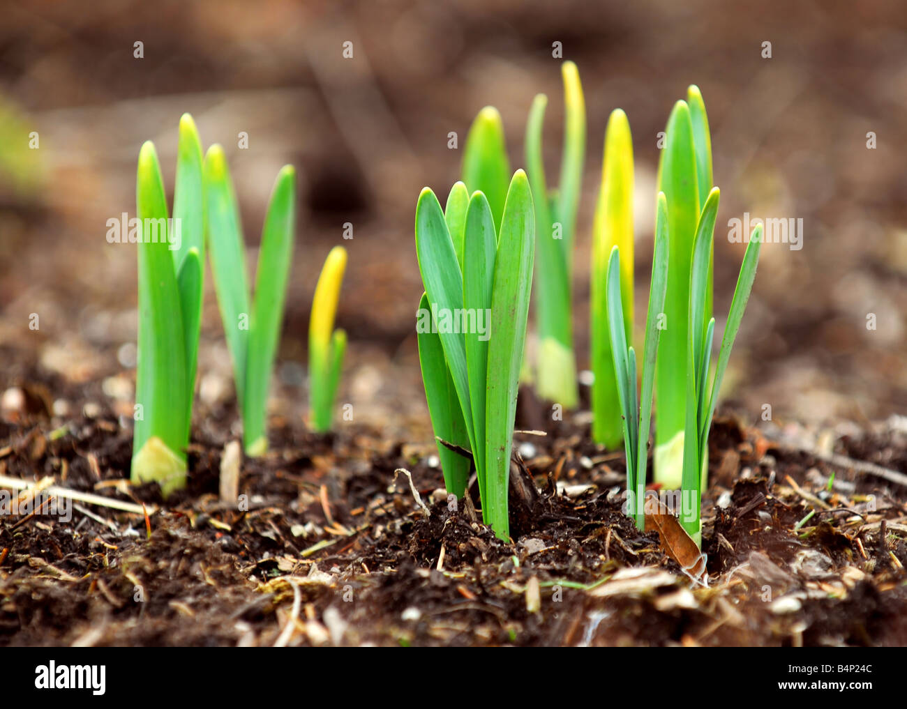Emerging daffodils hi-res stock photography and images - Alamy
