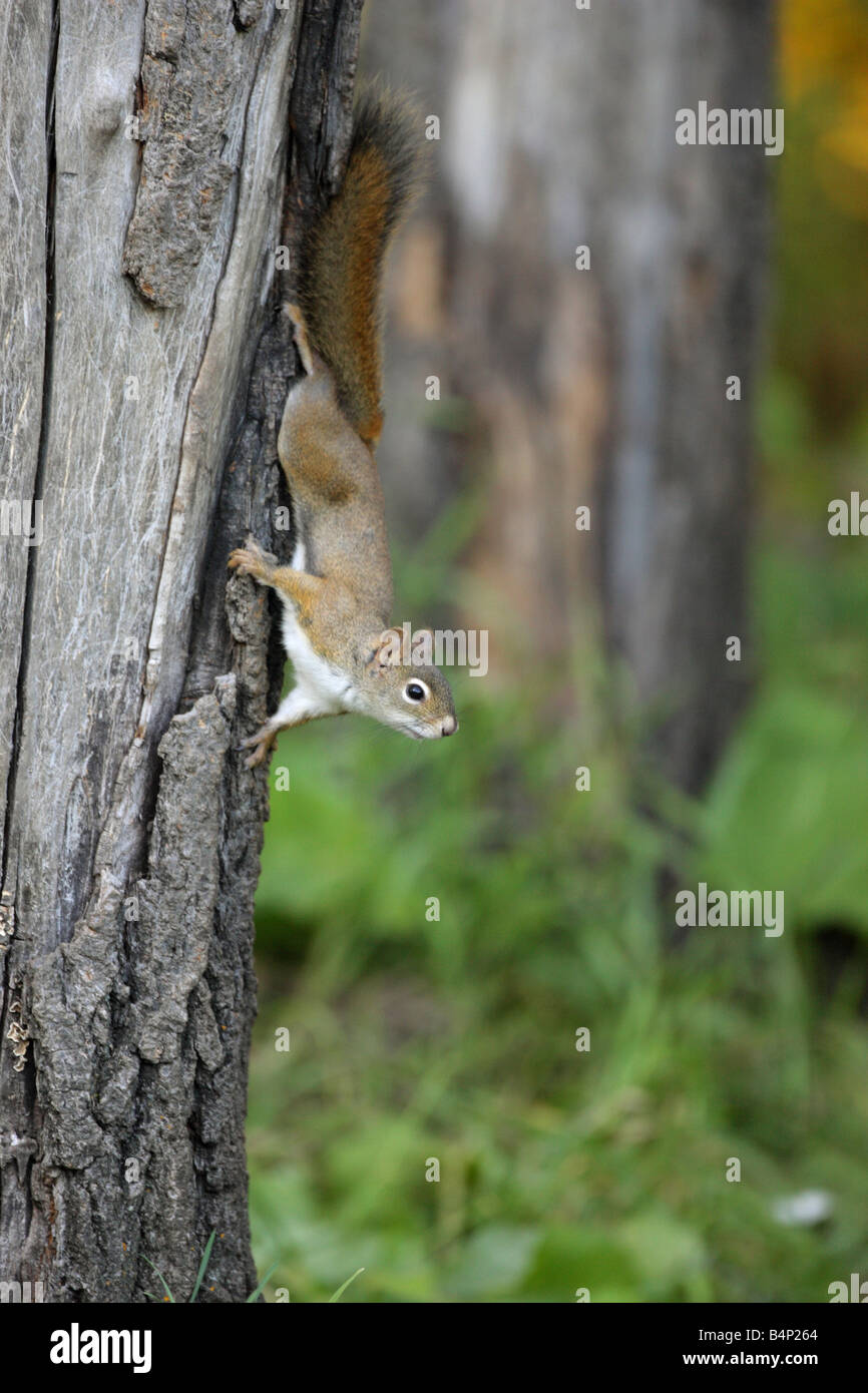 Squirrel running tree hi-res stock photography and images - Alamy