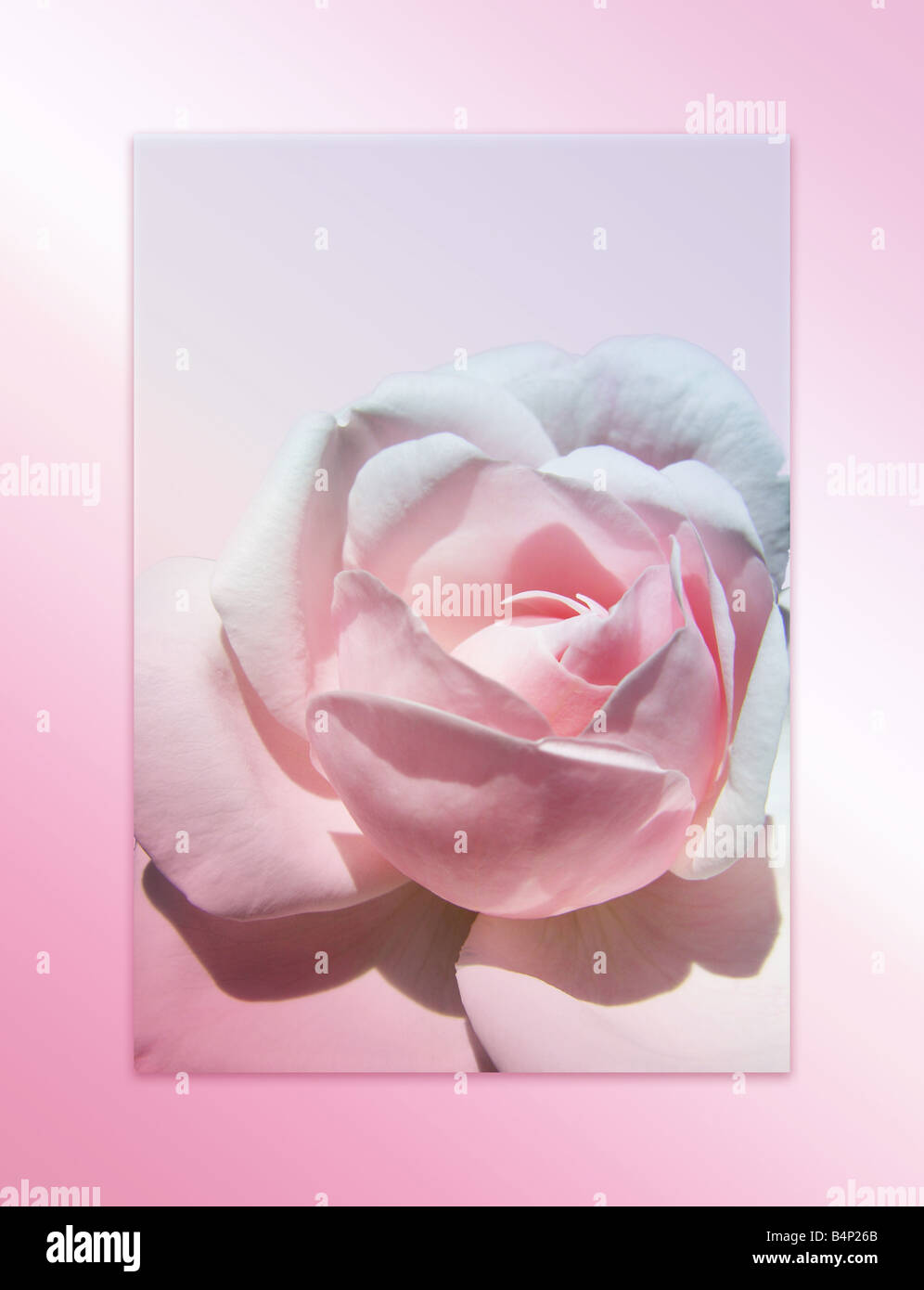 Pink rose background Stock Photo - Alamy