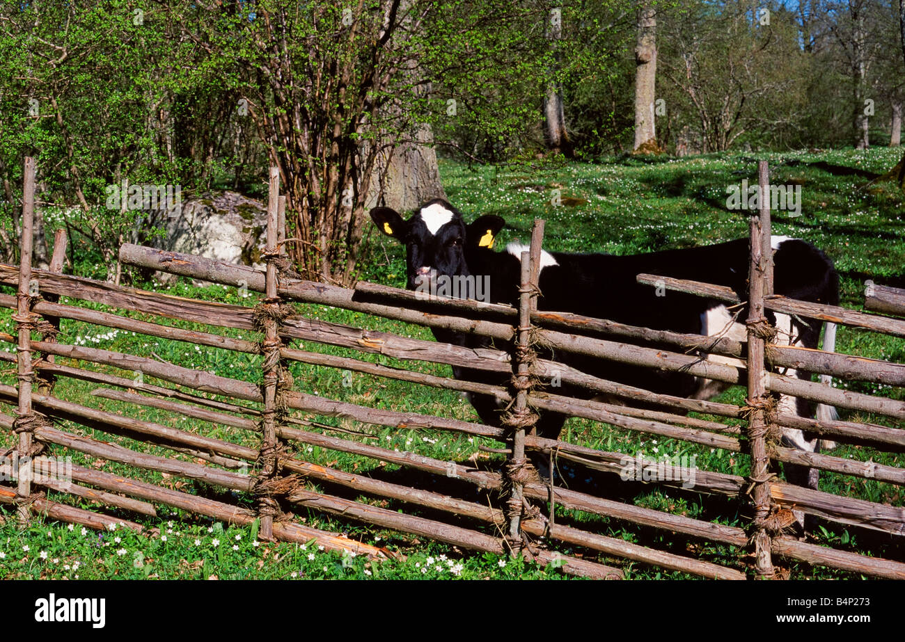 Cow behind a Wooden fence in a spring pasture Stock Photo - Alamy