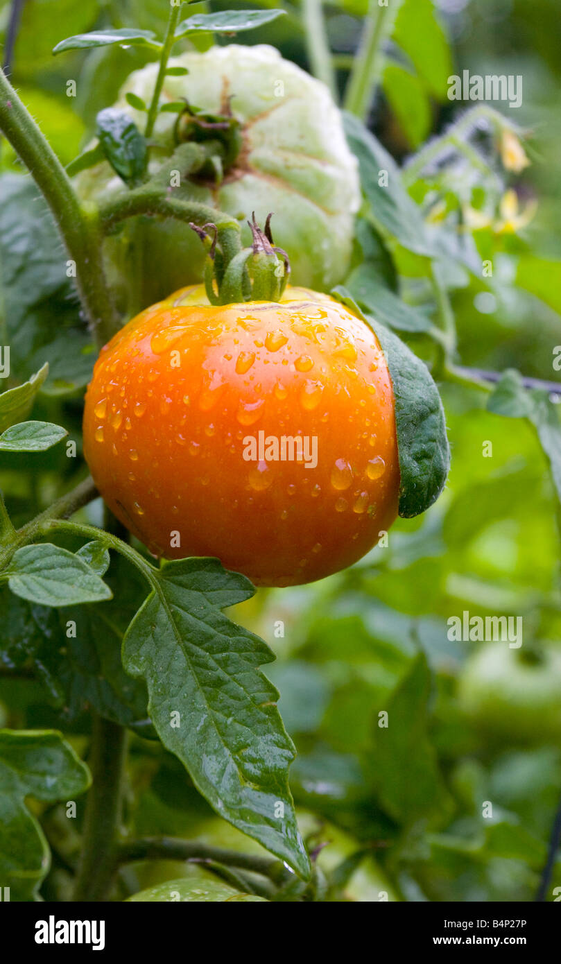 ripe tomato on the vine with rain drops Stock Photo - Alamy