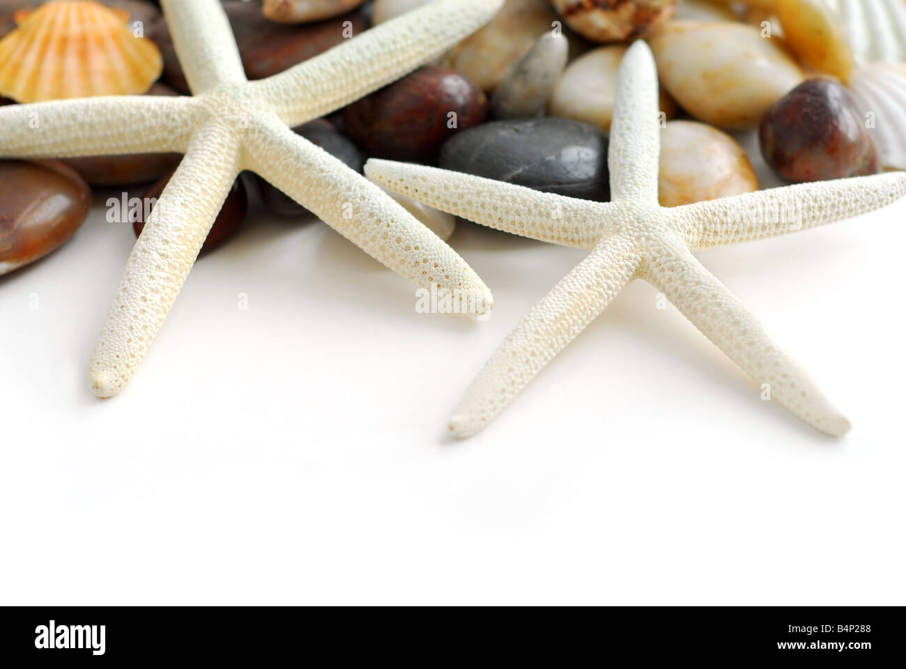 Starfish seashells on beach hi-res stock photography and images - Alamy