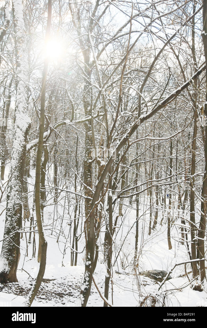 Icy Trees 1 Stock Photo - Alamy