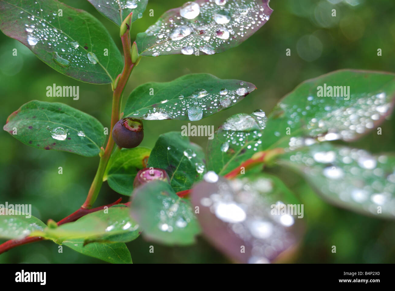 Huckleberry hi-res stock photography and images - Alamy