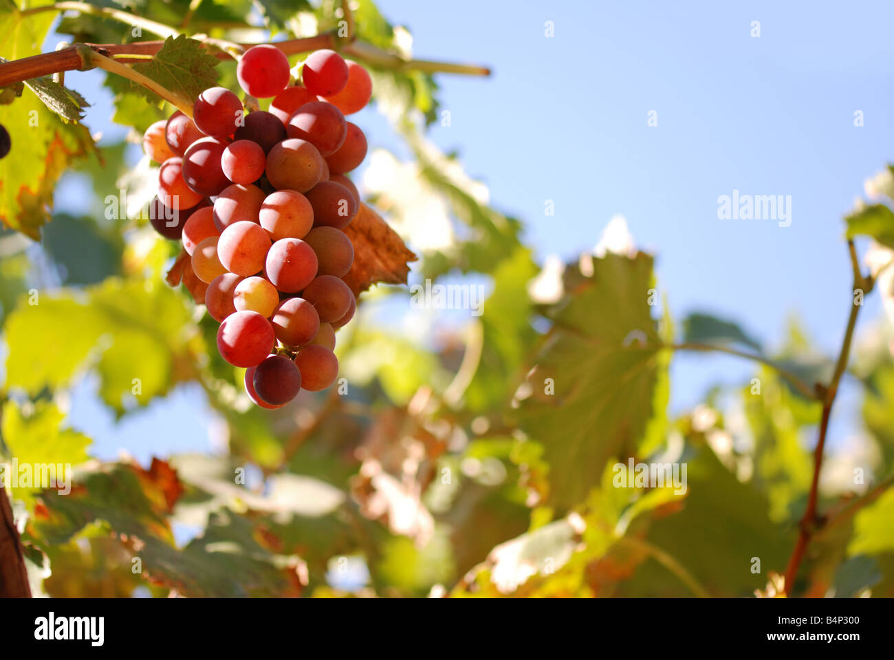 Grapes cluster hanging on a vineyard branch Stock Photo - Alamy