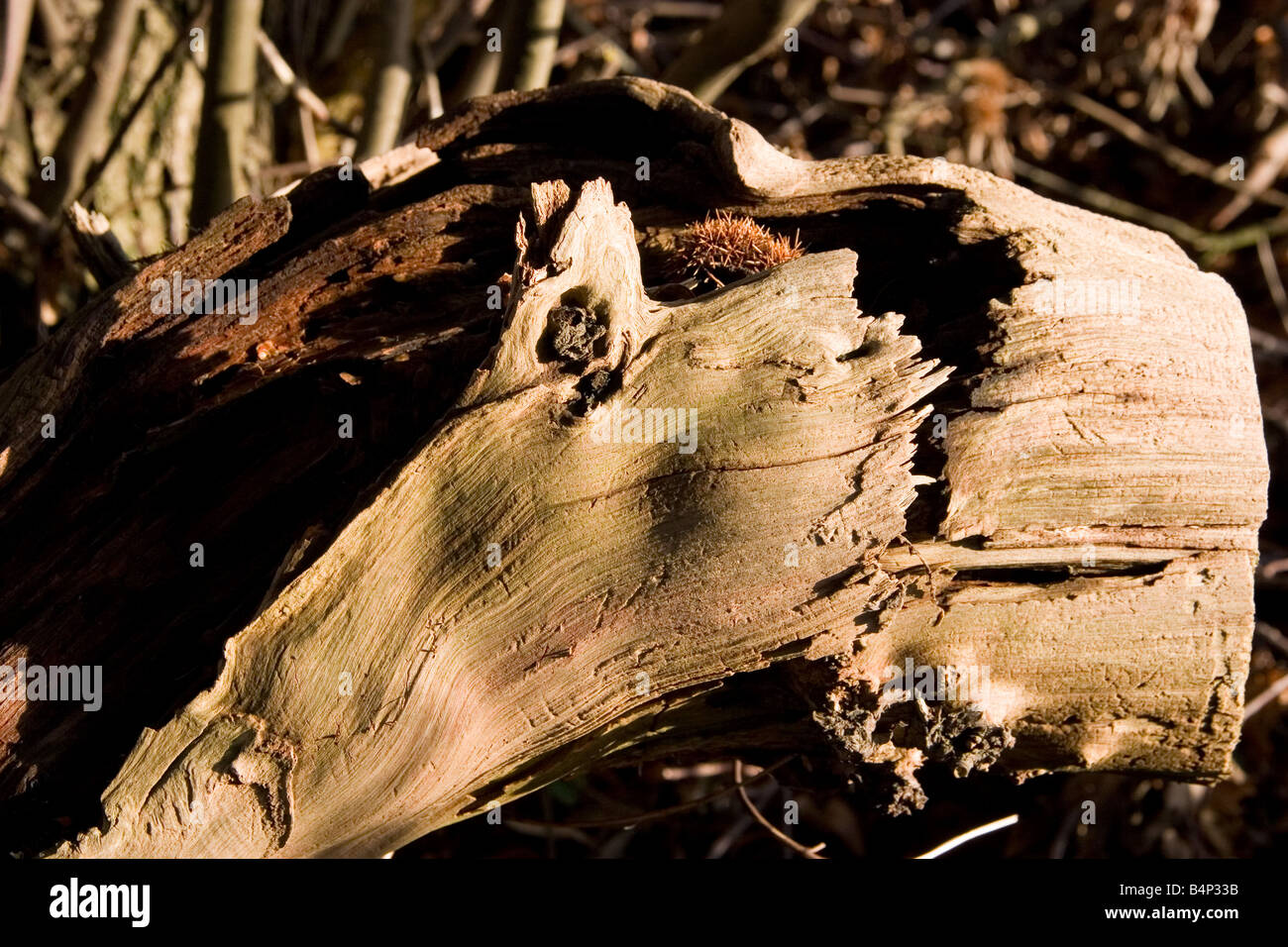 sculptural rotting tree branch on ground Stock Photo - Alamy