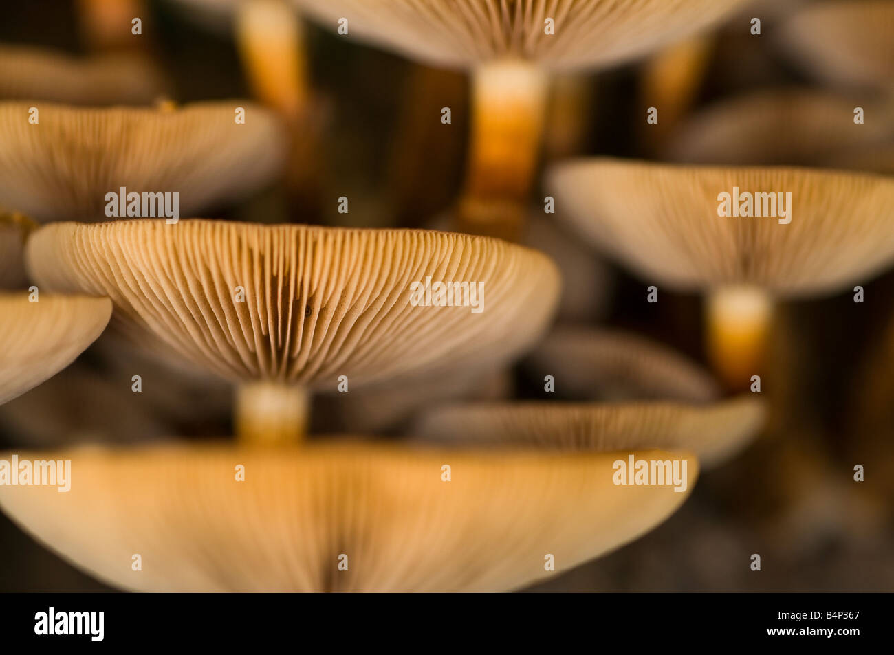 fingi growing on totting tree-stump Stock Photo - Alamy