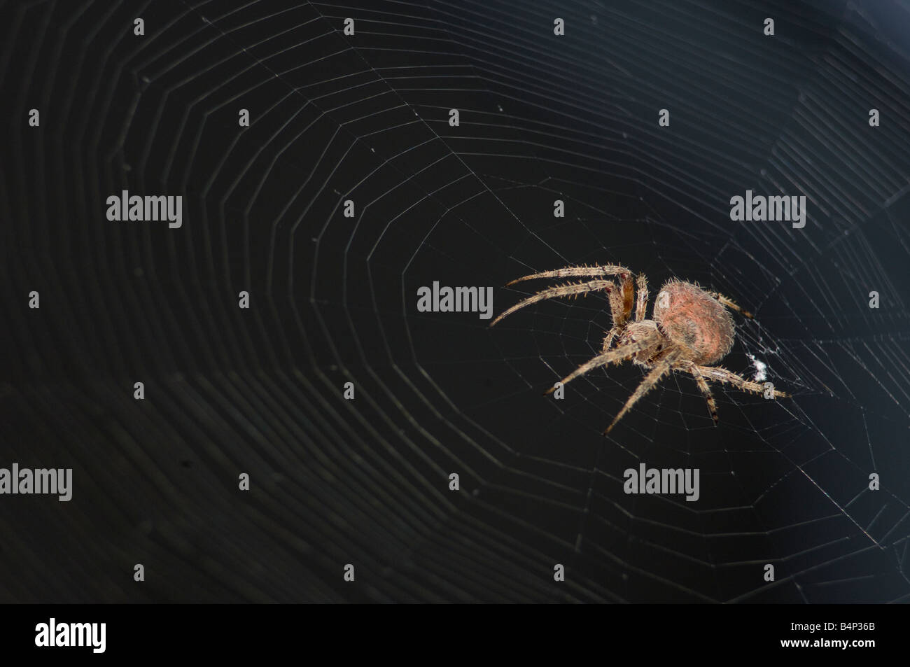 Garden Orb Weaver spider patiently awaiting its prey Stock Photo - Alamy