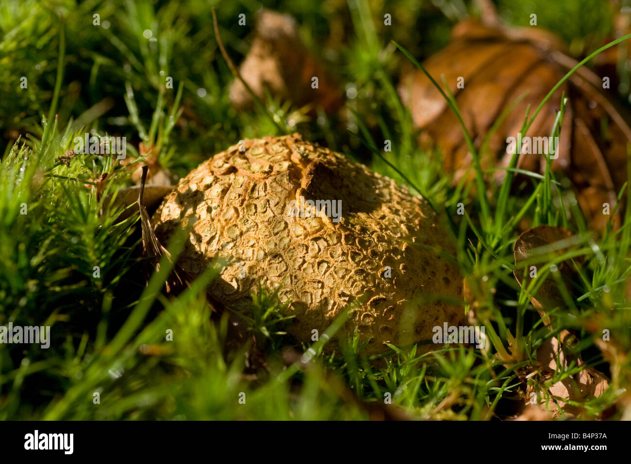 Puff ball hi-res stock photography and images - Alamy