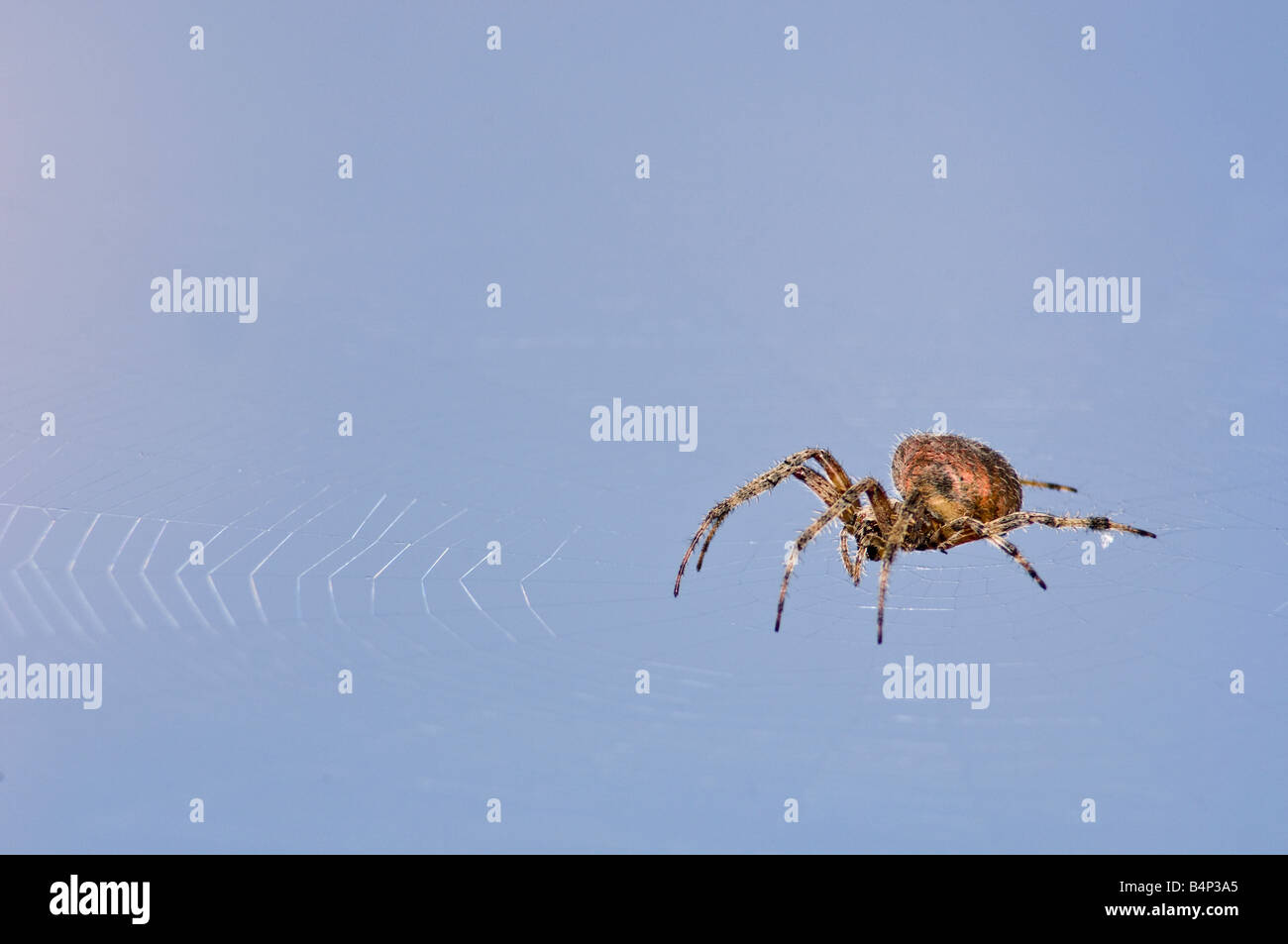 Garden Orb Weaver spider patiently awaiting its prey Stock Photo - Alamy