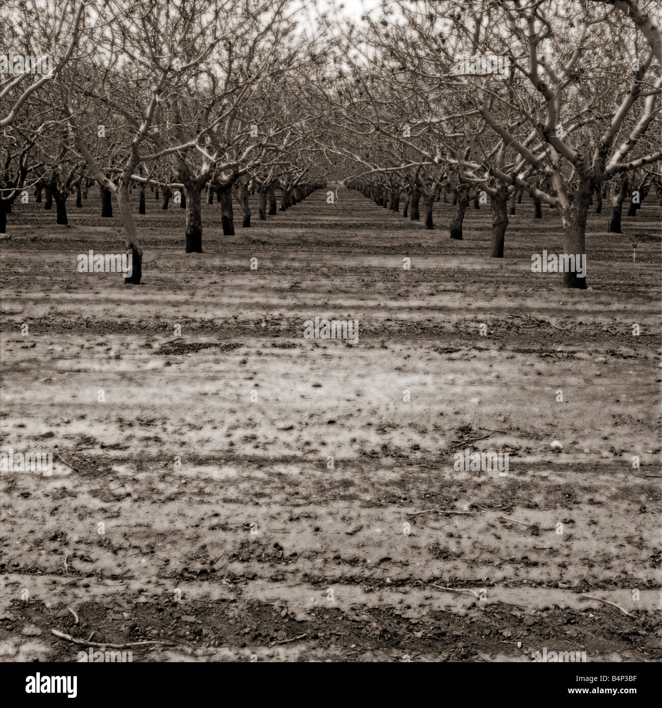 Pecan orchard hi-res stock photography and images - Alamy