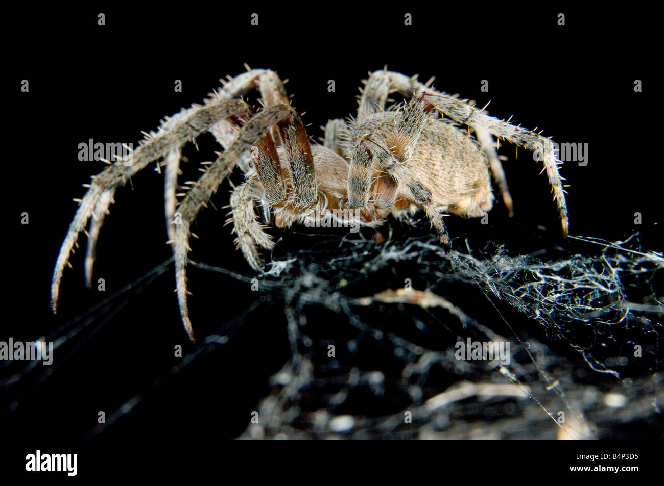 Garden Orb Weaver spider spinning her web at dusk Stock Photo - Alamy