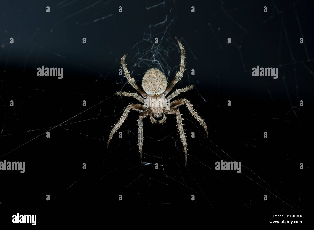 Garden Orb Weaver spider patiently awaiting its prey Stock Photo - Alamy