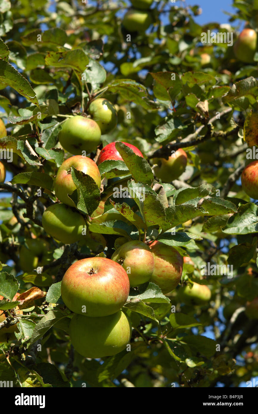 Bramley Seedling cooking apple grown UK fruit orchard Stock Photo - Alamy