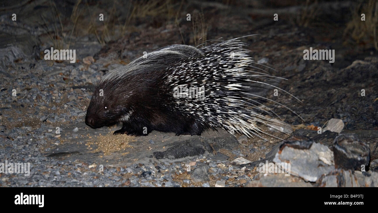 Crested Porcupine the African Porcupine Hystrix cristata domesticated ...