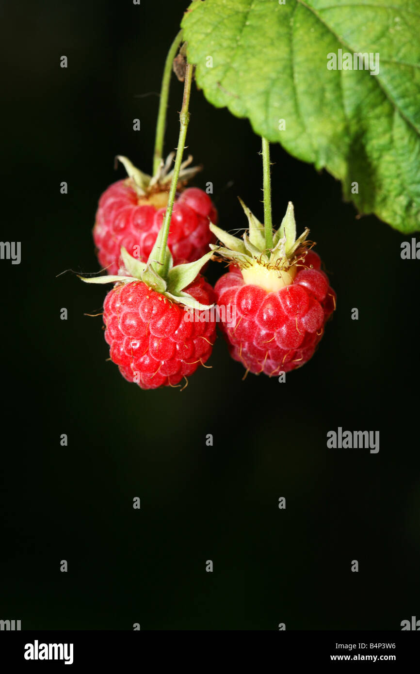 raspberry on branches Stock Photo - Alamy