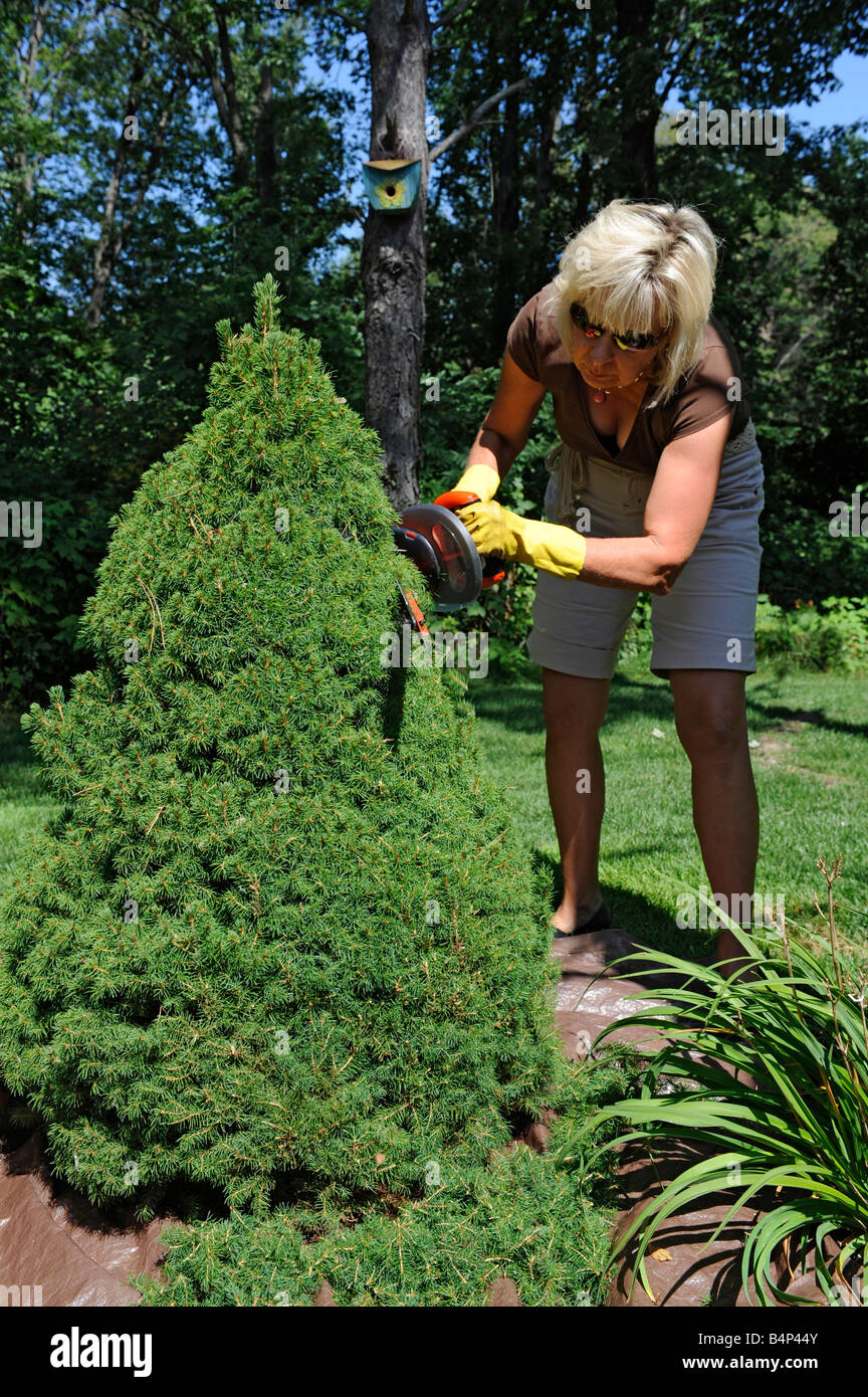 Adult female trims and shapes landscape tree in her yard Stock Photo ...