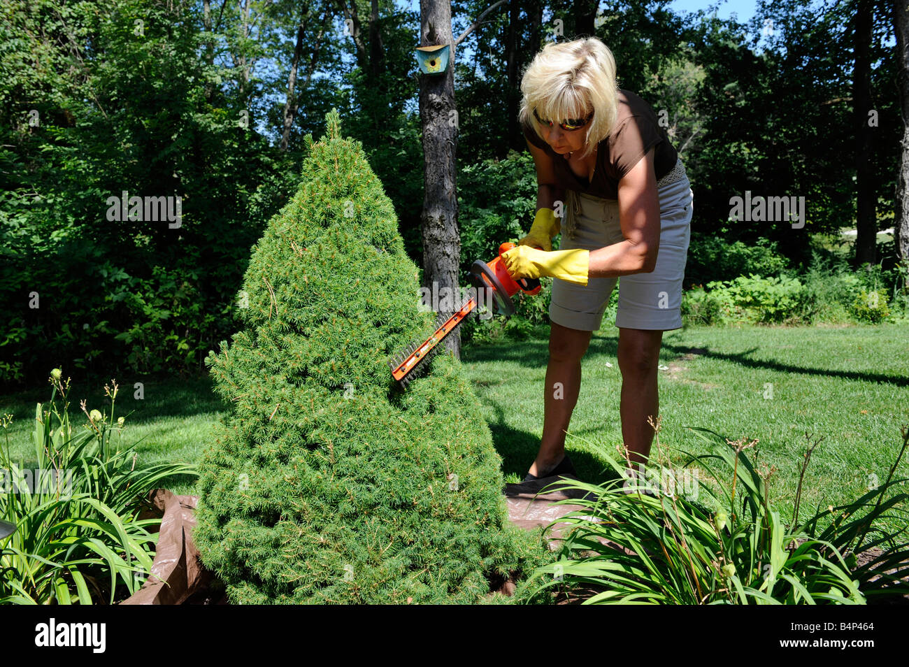 Adult female trims and shapes landscape tree in her yard Stock Photo ...