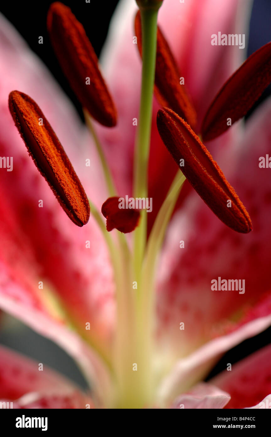 Stargazer lily hi-res stock photography and images - Alamy