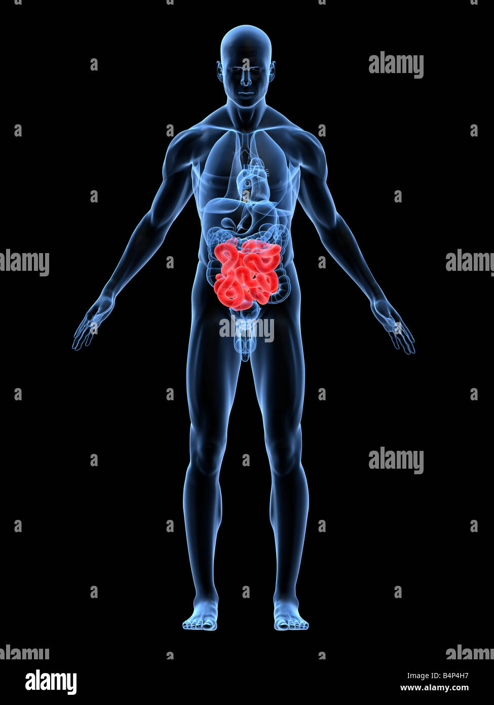 Male intestines hi-res stock photography and images - Alamy
