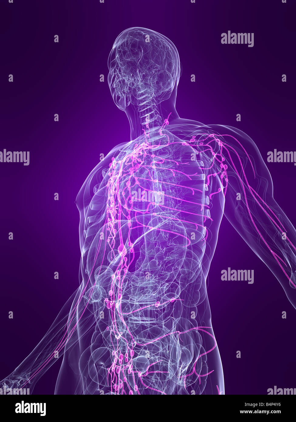 highlighted lymphatic system Stock Photo - Alamy