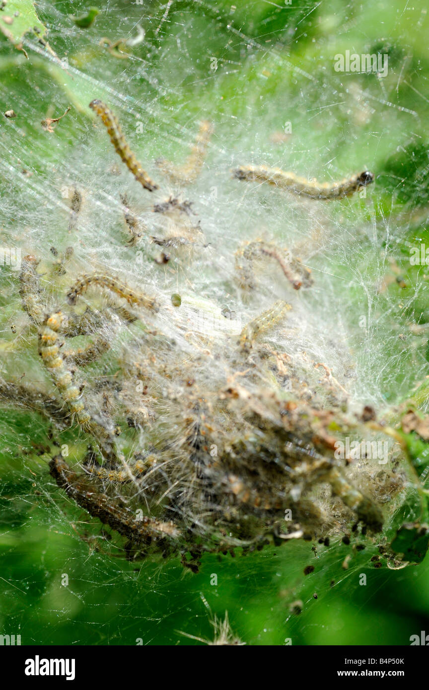 Catapillars web hi-res stock photography and images - Alamy