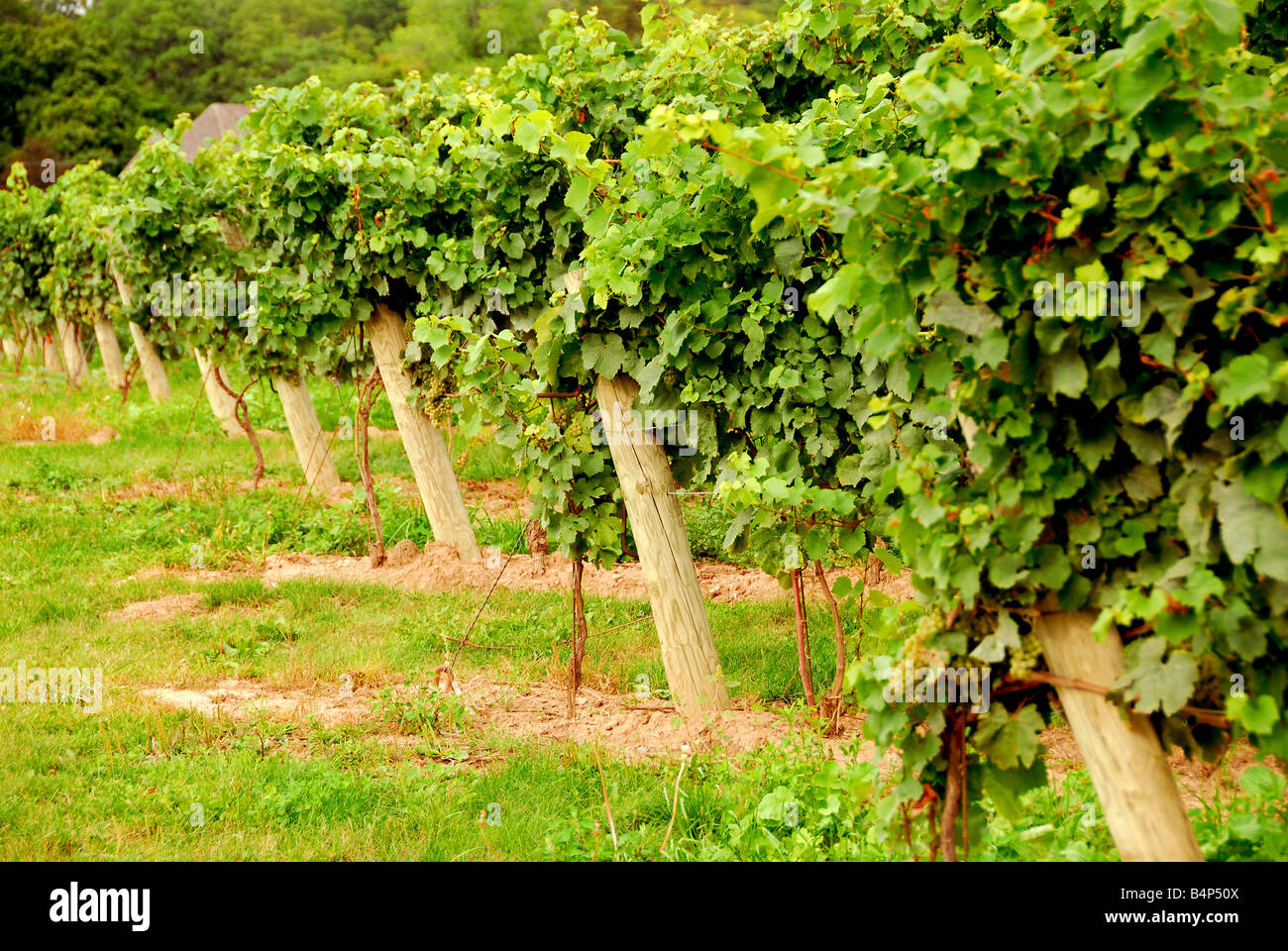 Rows of green vines Stock Photo - Alamy