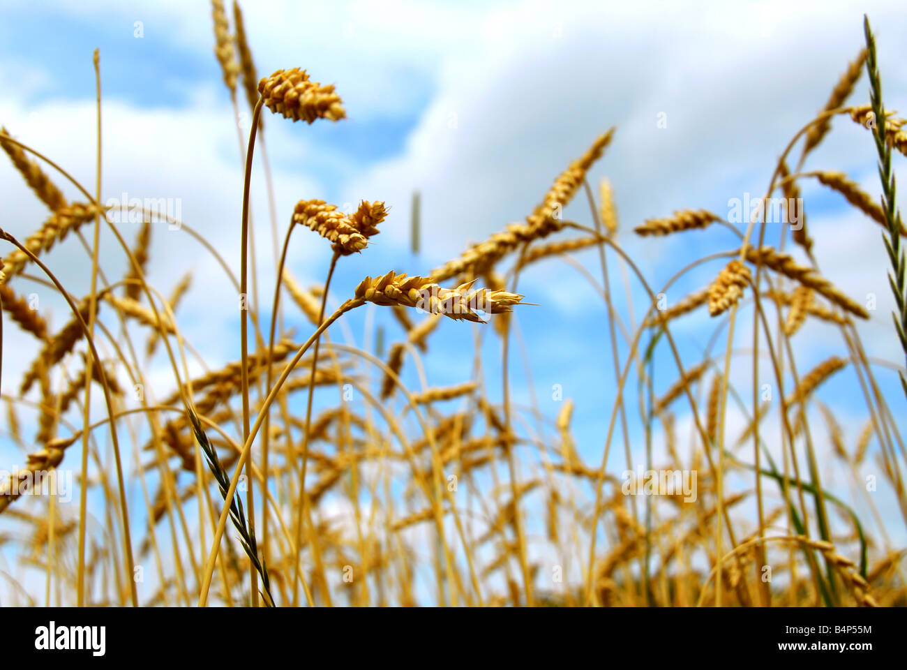 Close up on grain ready for harvest growing in a farm field Stock Photo ...