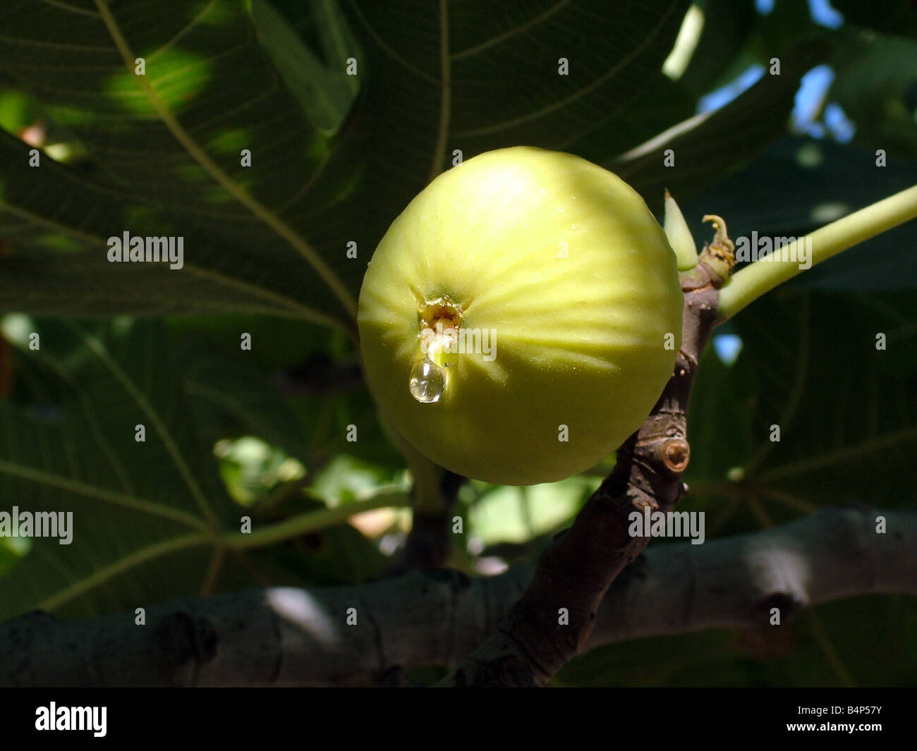 Summer fig tree hi-res stock photography and images - Alamy