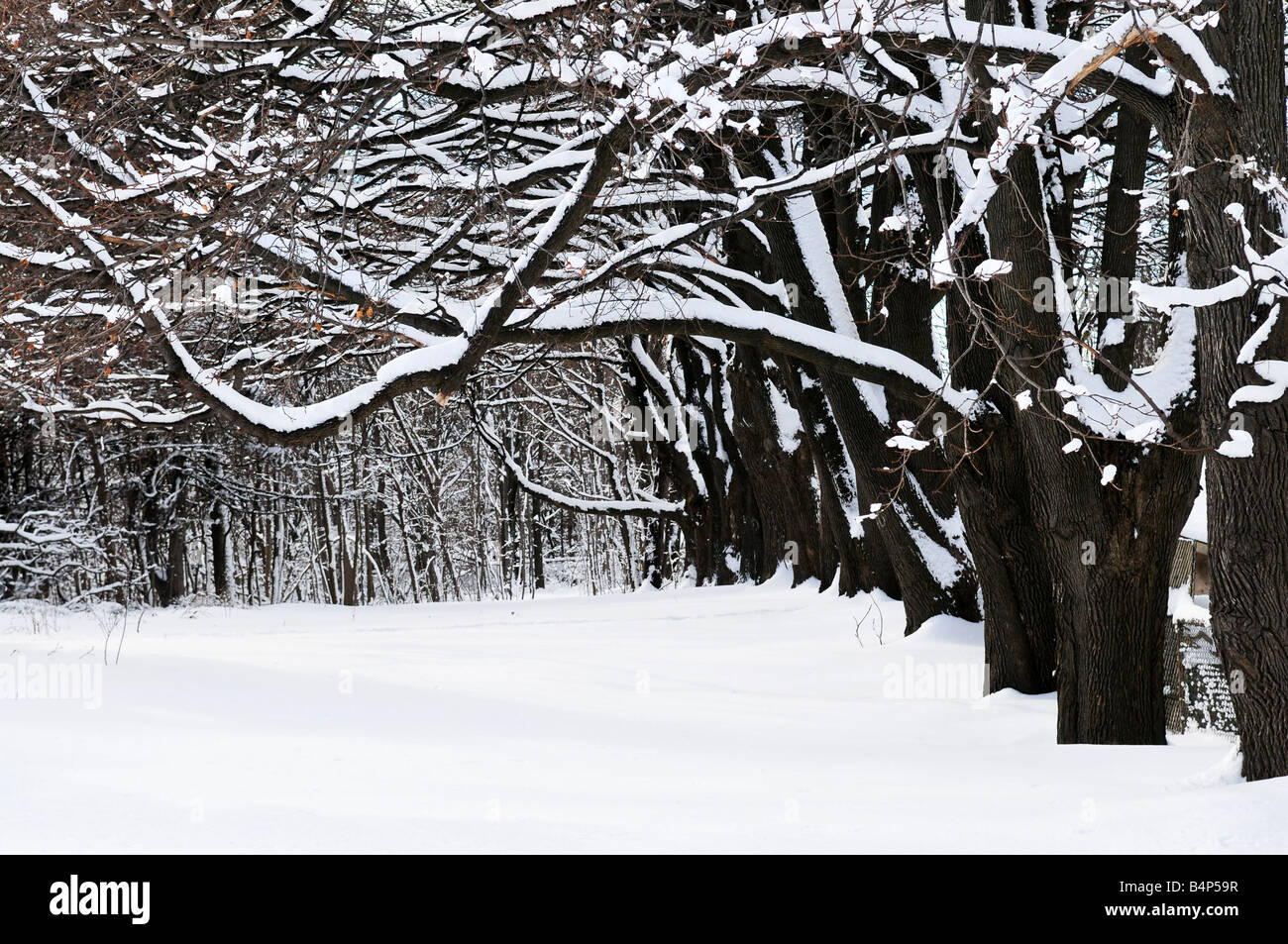 Woods after snowfall hi-res stock photography and images - Alamy