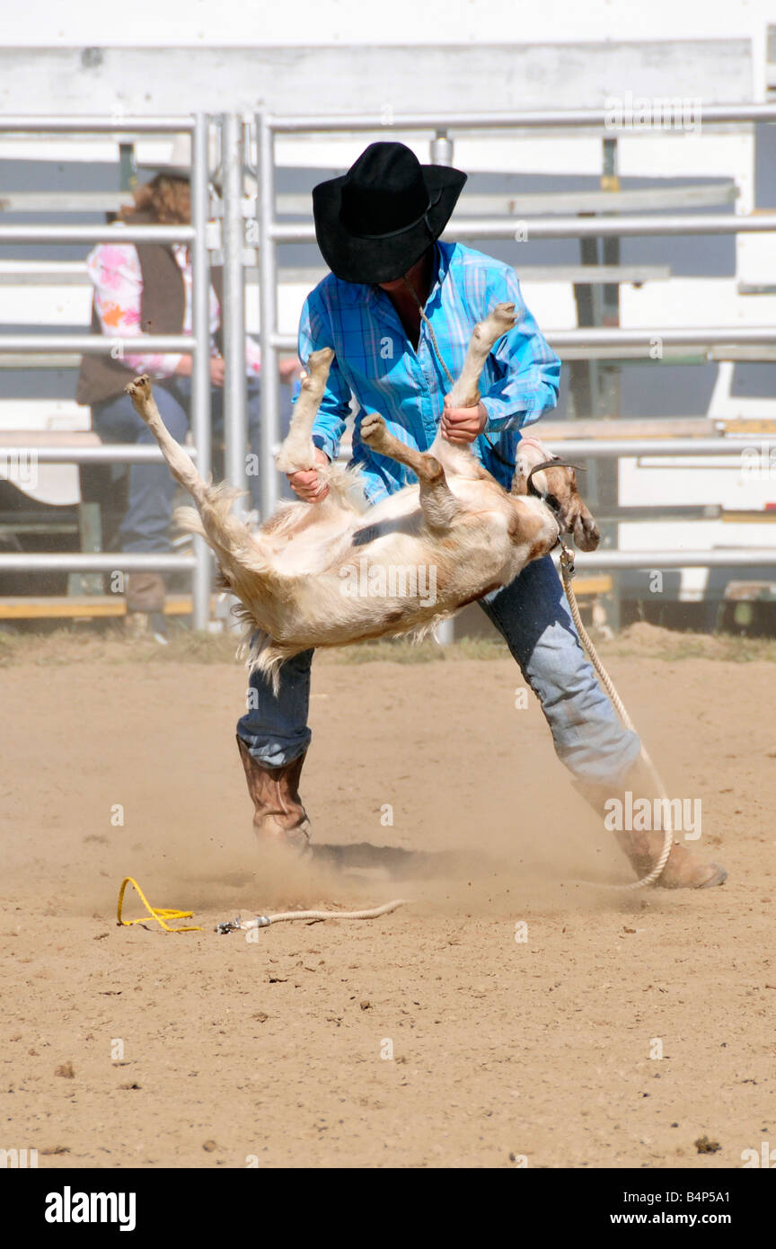 Goat tying hi-res stock photography and images - Alamy