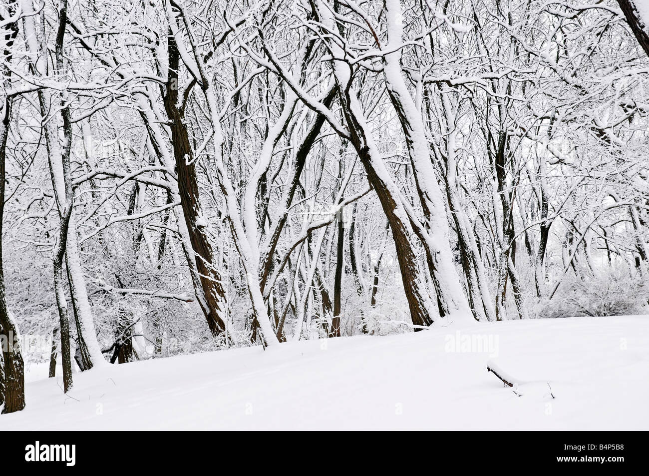 Landscape winter park trees hi-res stock photography and images - Alamy