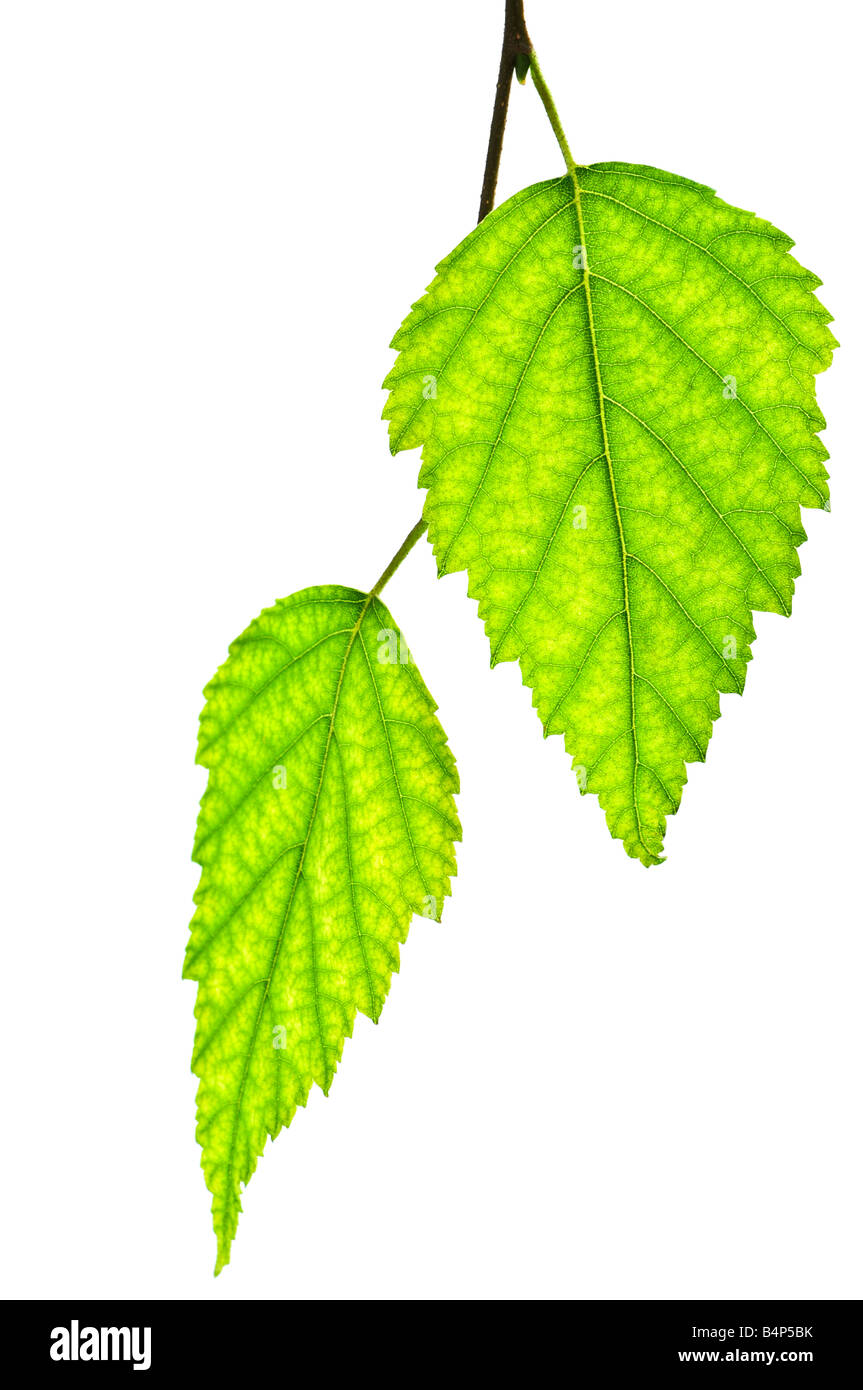 Leaves branches green birch Cut Out Stock Images & Pictures - Alamy