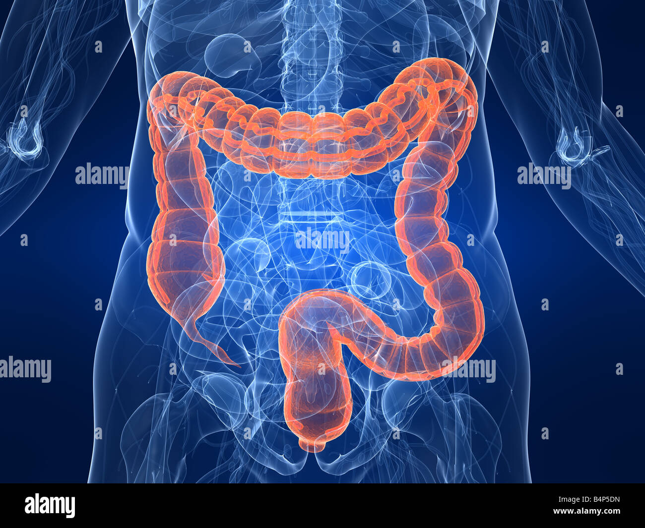 human colon Stock Photo - Alamy human colon Stock Photo - Alamy