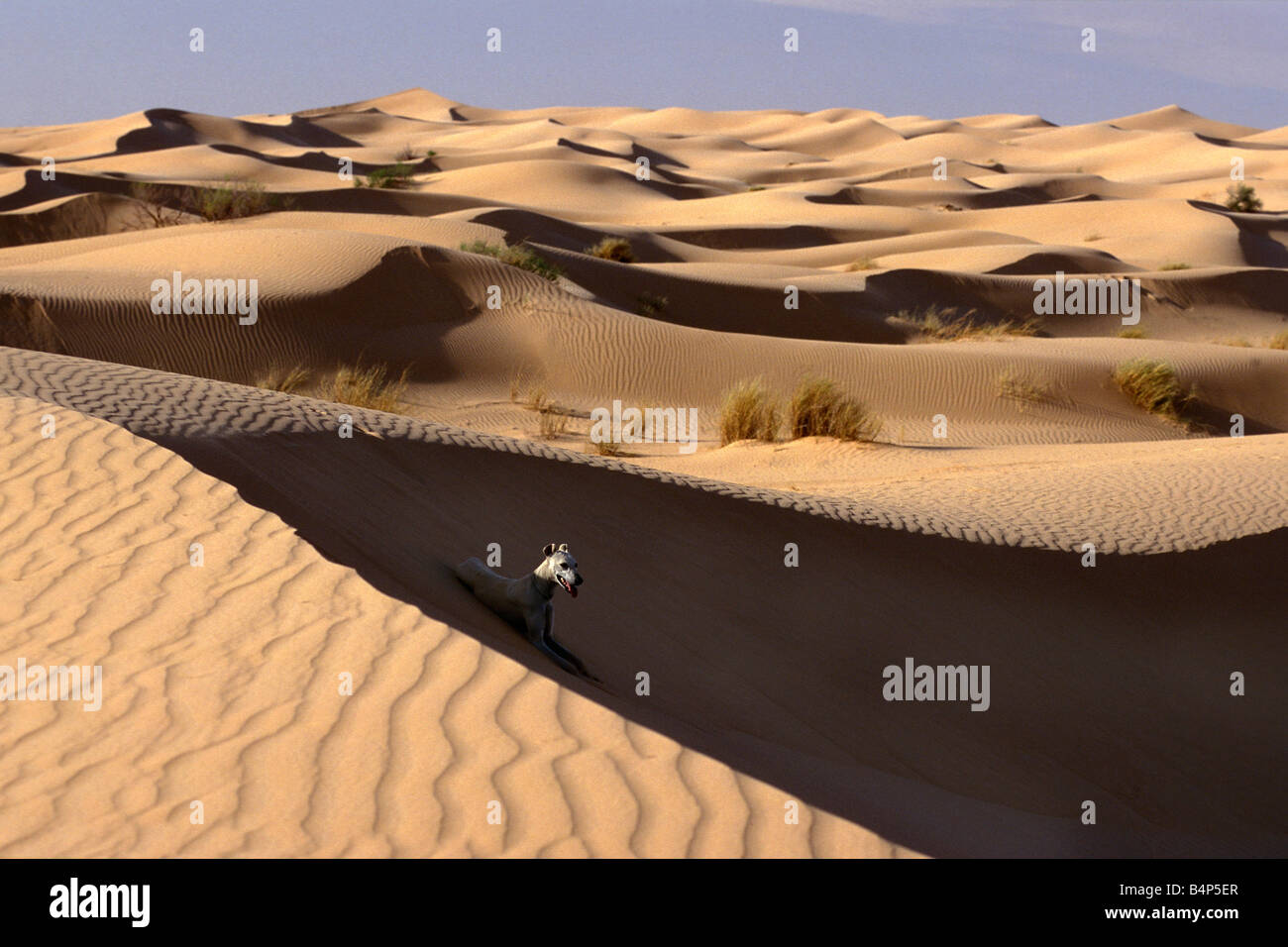 Algeria Touggourt greyhound dog or slougi in sand Sahara Desert Stock ...