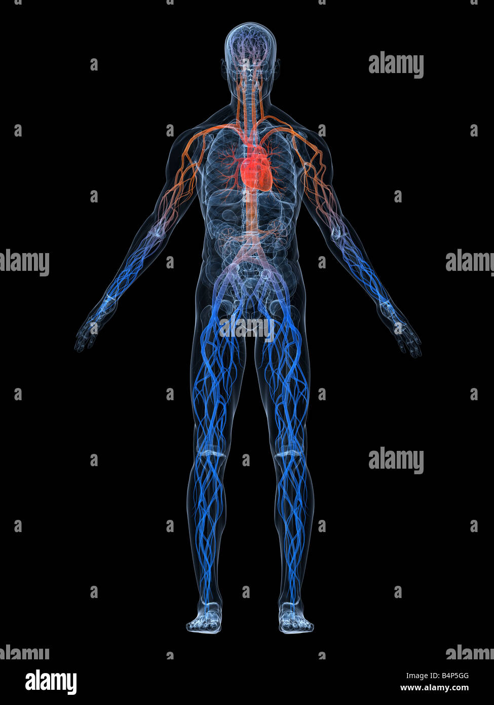 Vascular system human body hi-res stock photography and images - Alamy