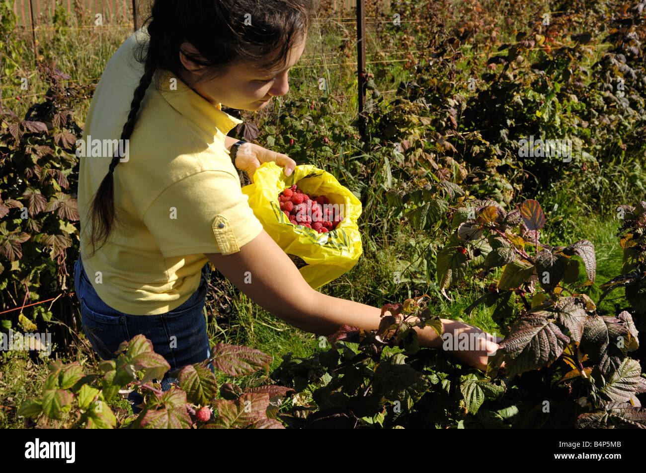 Woman picking raspberries Stock Photo - Alamy