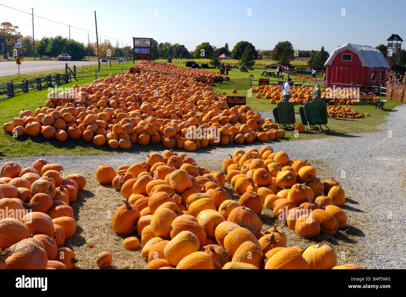 Farmers harvest organic pumpkins hi-res stock photography and images ...