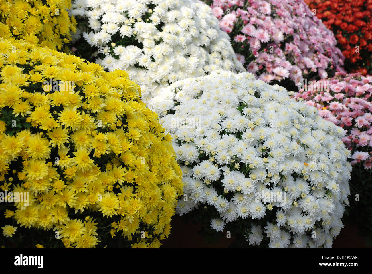 Fall mums fall flower hi-res stock photography and images - Alamy